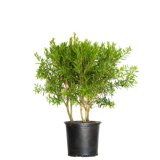 Expert Gardener Red Cluster Bottlebrush (2.5 Gallon) Flowering ...