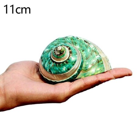Natural Shell Conch Coral Peeled Green Turban Snail Aquarium Decoration ...