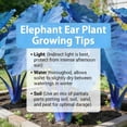 Elephant ears - Shade Loving - Lush Foliage - Cold Hardy - Ideal for ...
