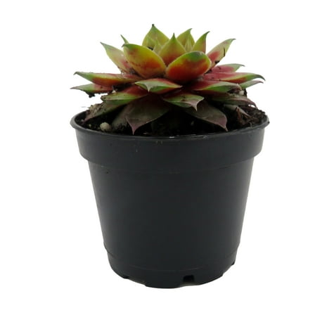 Spring Carpet Mount Atlas Daisy - Anacyclus depressus - 4" Pot ...