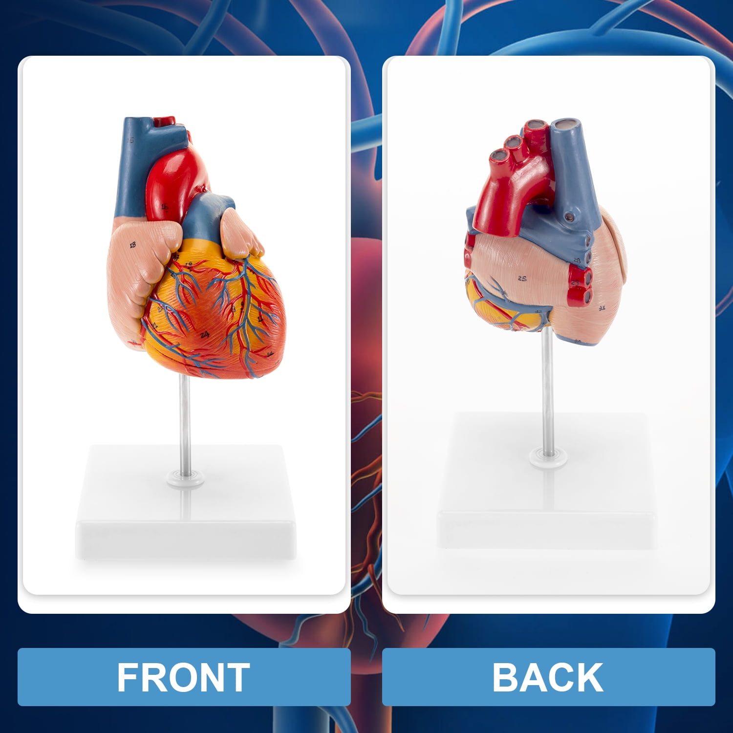 Miirr Life Size Human Heart Model 2 Part Accurate Nepal Ubuy
