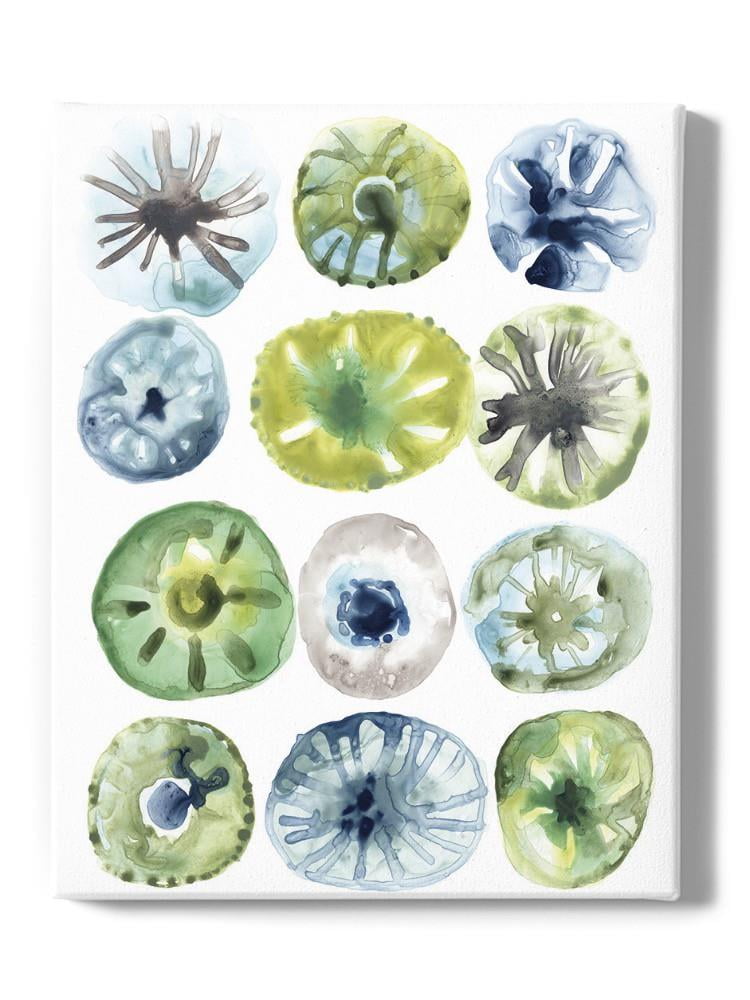 Sea Urchin Assortment I Wrapped Canvas -June Erica Vess Designs ...