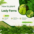 20 Dormant Lady Ferns Bare Roots, Root Systems, Ground Cover Plants ...