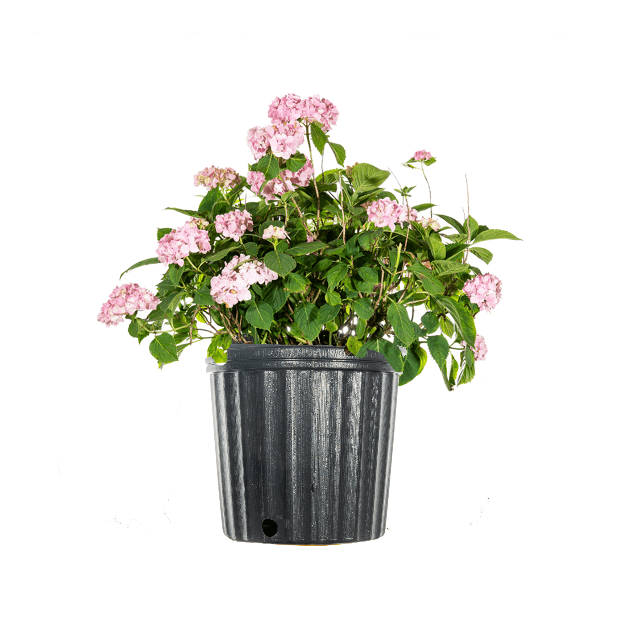 3 Gal. Penny Mac Hydrangea - Different Colored Blooms - Low Maintenance ...