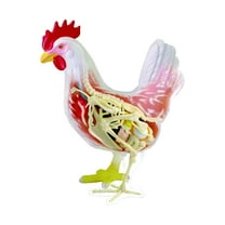 4D Master Vision Chicken Anatomy Model Kit - Walmart.com