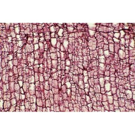 Slide - Cork Section | Walmart Canada