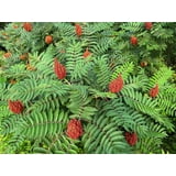 75 SMOOTH SUMAC TREE Red Berries Rhus Glabra Borealis Seeds - Walmart.com