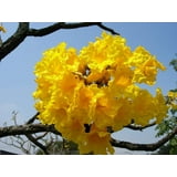 Yellow Tabebuia Trumpet Tree - Live Plant in a 3 Gallon Pot ...