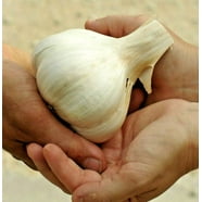 California Jumbo Garlic, 3 Bulbs. Great for Fall Planting! Non GMO ...