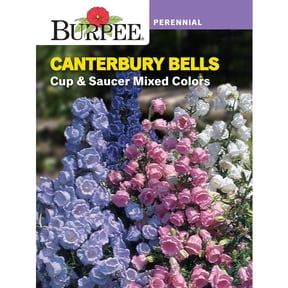 Burpee English Lavender Herb Seed, 1-Pack - Walmart.com