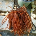 Clematis-Plants Bulbs for Beautifying Your bare metal trellises, gates ...