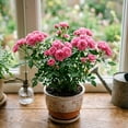 Pink Mini Rose Live Plant, 4 to 6 Inch Indoor Outdoor, Compact Blooming ...