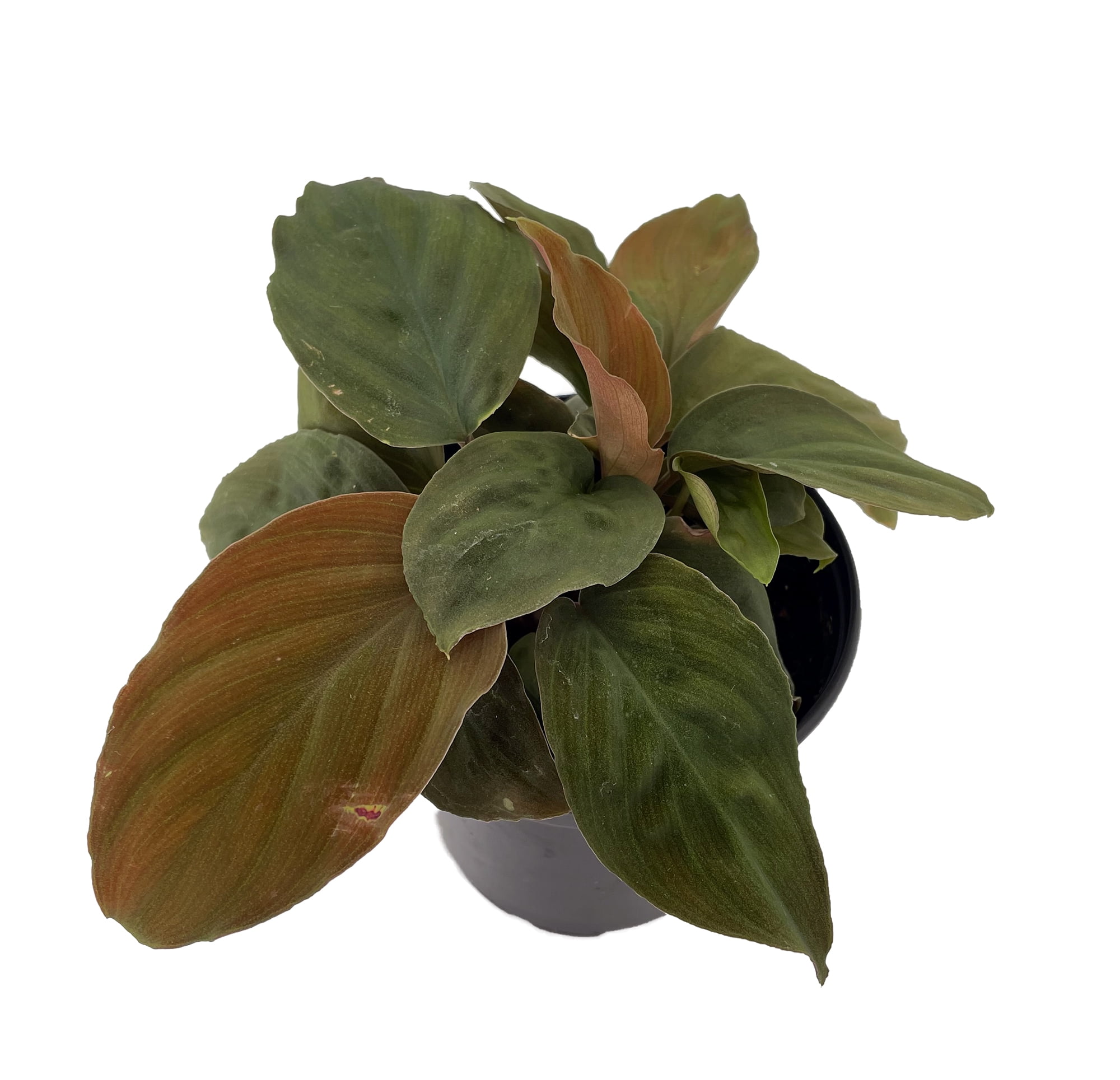 Red Velvet Homalomena humilis - Collector's Series - 4" Pot - Walmart.com