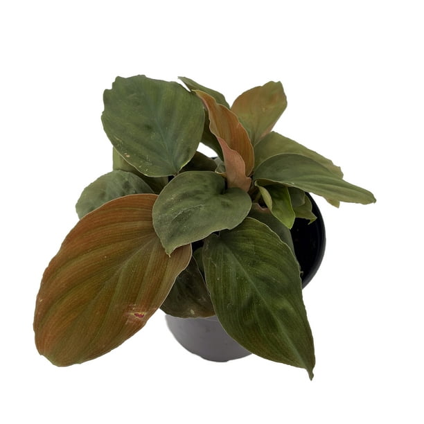 Red Velvet Homalomena humilis - Collector's Series - 4" Pot - Walmart.com