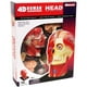 4D Vision Human Head Anatomy Model - Walmart.com
