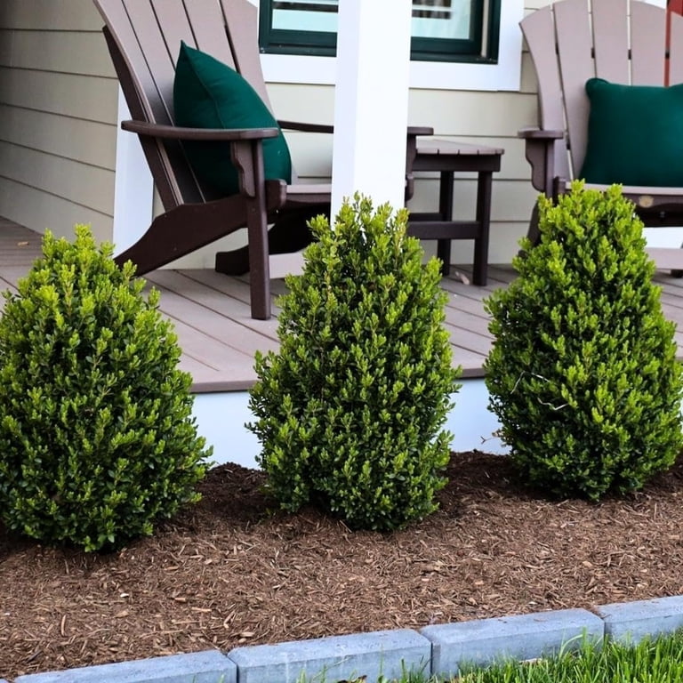 Green Mountain Pyramidal Boxwood Buxus (Boxwood): Versatile Evergreen