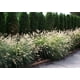 Hameln Dwarf Fountain Grass - Pennisetum - Hameln - 4" Pot - Walmart.com