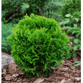Little Giant Arborvitae Plant Live for Planting, Dwarf Evergreen Shrub, Perfect for Landscaping ...