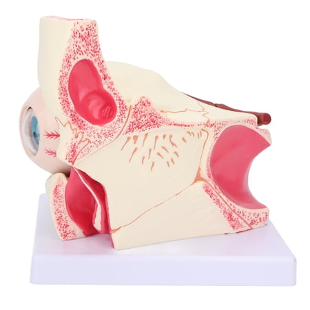Eyeball Magnified Model,Human Eye Model Detachable Human Eyeball ...