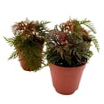 Florida House Plants 2" Fern Leaf Begonia Mini Pixie Live Plants in 2 ...