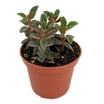 Taco Leaf Peperomia - Peperomia axilaris - Easy Succulent Houseplant ...