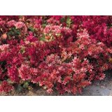 50 Red DRAGONS BLOOD SEDUM Stonecrop Sedum Spurium Flower Seeds ...