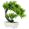 Live Weeping Willow Money Tree Bonsai - Thick Trunks, Fast-Growing ...