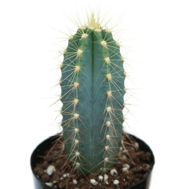 Blue Column Cactus - Pilocereus Pachicladus - 2 Pack in 2" Pots - Easy ...