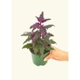 "Easy to Grow Indoor Purple Passion Plant - Gynura Aurantiaca in 4 ...