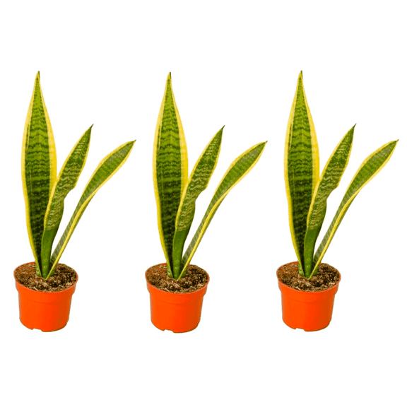 Live Snake Plant, Sansevieria (8"-12" Tall) 3 Pack in 3-inch Pot ...