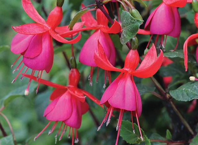 Pink Pinnacle Hanging Wall Décor Home & Living Wall Hangings etna.com.pe