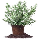 Simpson Nurseries 18" Austin Rabbiteye Blueberry Live Plant with Pot ...