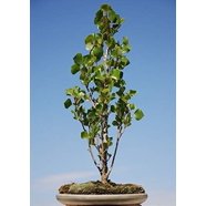 Gold Weeping Curly Willow Tree Cutting - Rarest of All Willows - Grow ...