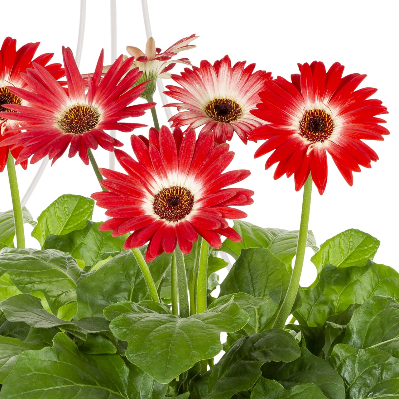 White Gerbera Daisy Plants