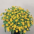 Outsidepride 400 Golden Yellow Melampodium Derby Plant Seeds - Walmart.com