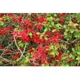 20 Red Flowering DWARF QUINCE Shrub Fruit Chaenomeles Japonica Scarlet ...