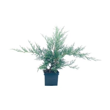 Sea Green Juniper - 3 Live 4 Inch Pots - Juniperus Chinensis - Drought ...