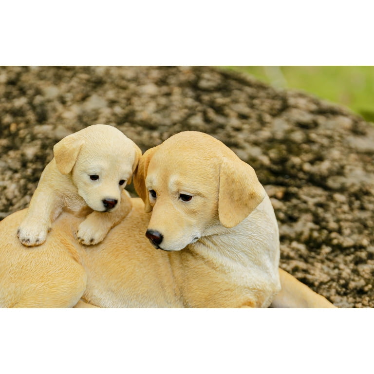 Baby Lab Puppies