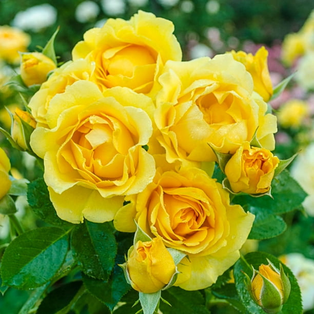 Julia Child Dormant Bare Root Floribunda Rose, Includes one dormant ...