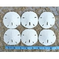 Nautical Crush Trading Real Sand Dollar Set of 6 (2.5" - 3") for ...