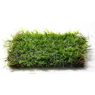 Java Moss - Easy Live Fresh Water Aquatic Plant for Fish Tank, Floating ...