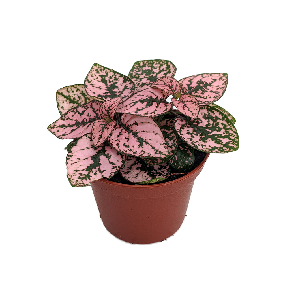Pink Splash Dot Plant - Hypoestes - 3.5" Pot - Colorful House Plant ...