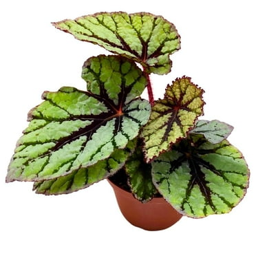 Begonia Rex 'Silver' in a 4 inch Pot Large Leaf Variety - Walmart.com