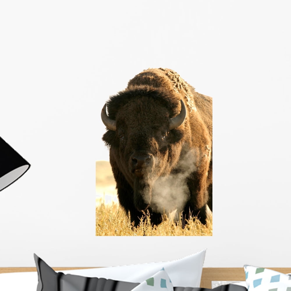 Bison Wall Mural by Wallmonkeys Peel and Stick Graphic (18 in H x 12 in ...