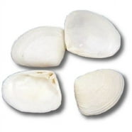 Alabaster Murex Seashell 4-5" - Walmart.com