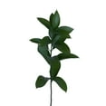 Bloomingmore Farm Direct Fresh Cut Israeli Ruscus 100 Stems 50 cm ...