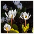 Everwilde Farms - 10 Bloodroot Native Wildflower Seeds - Gold Vault ...