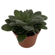 Summer Song Asian Violet - Primulina - 2.5" Pot - Everblooming House ...