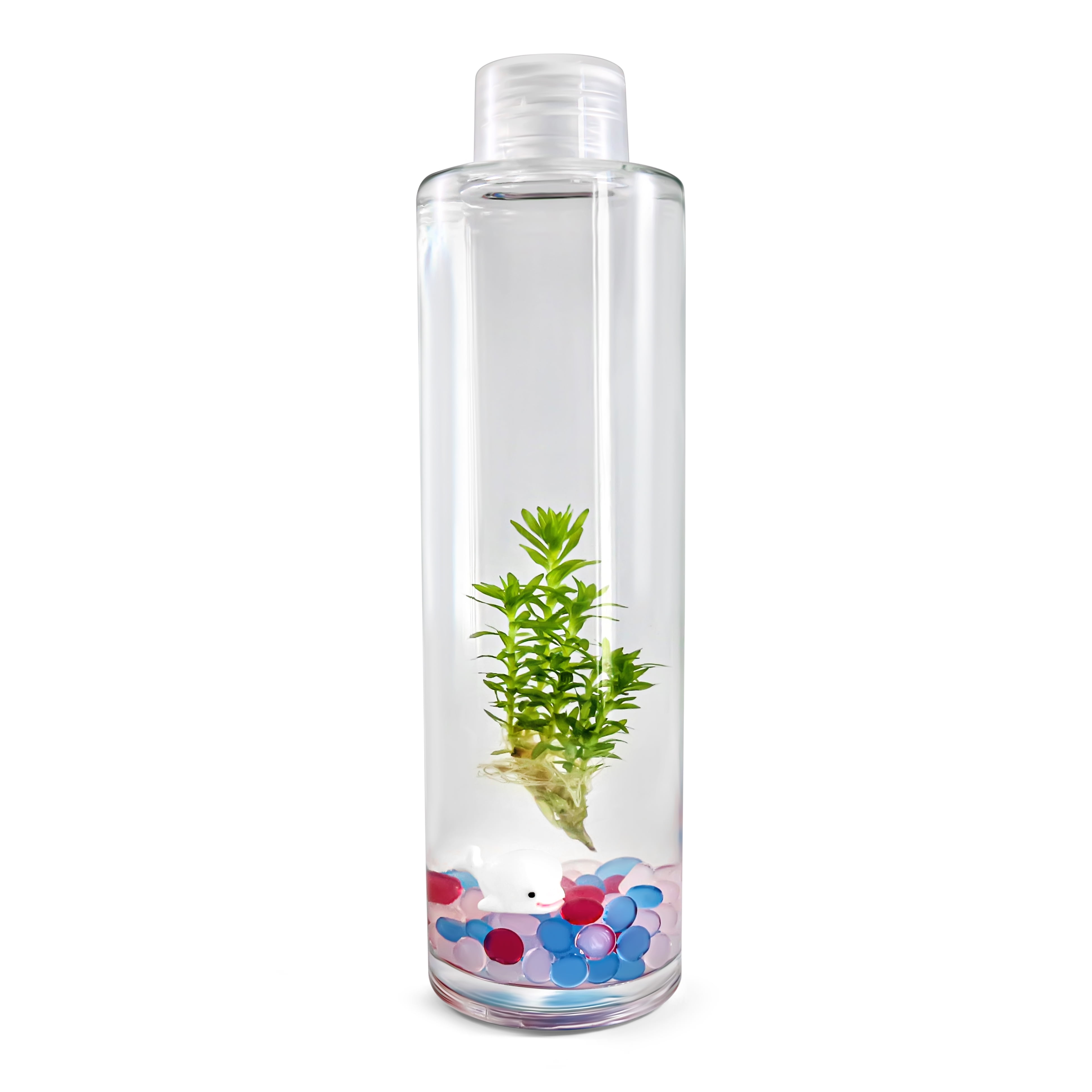 Tonina Fluviatilis, Aquarium Plant Terrarium, Live Water Plant ...