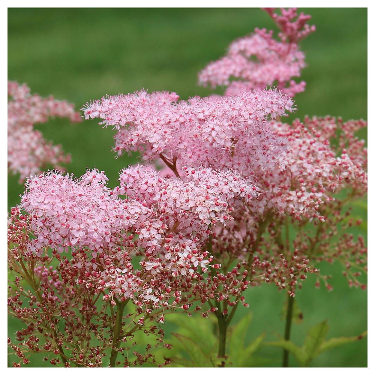 Everwilde Farms - 1 oz Queen of the Prairie Native Wildflower Seeds ...